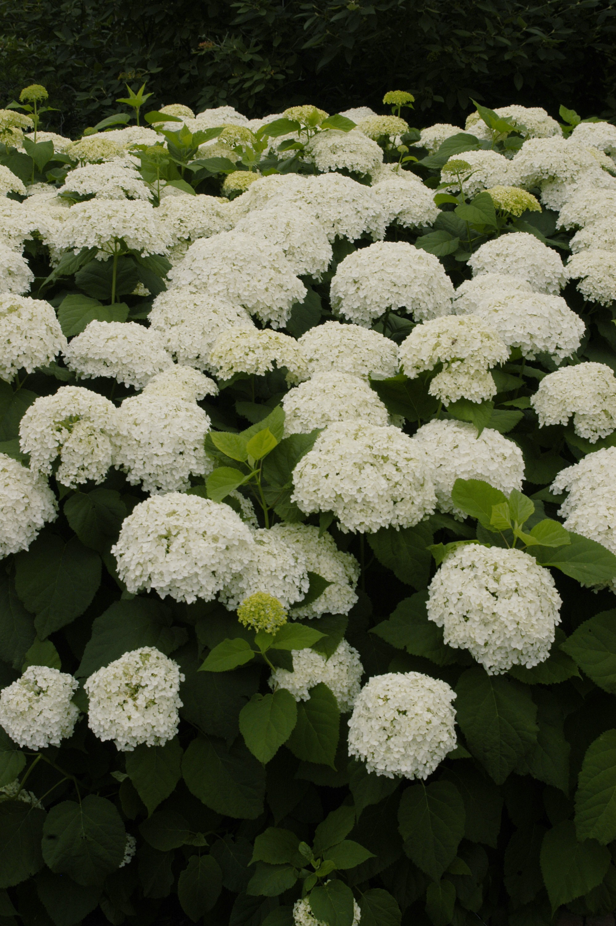 Hydrangea, Annabelle - TheTreeFarm.com