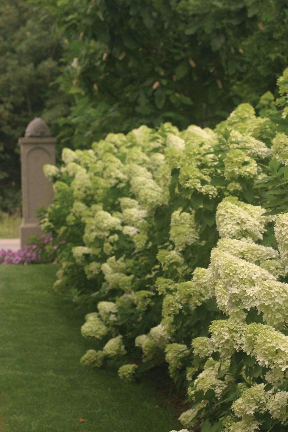 Hydrangea, Limelight - TheTreeFarm.com