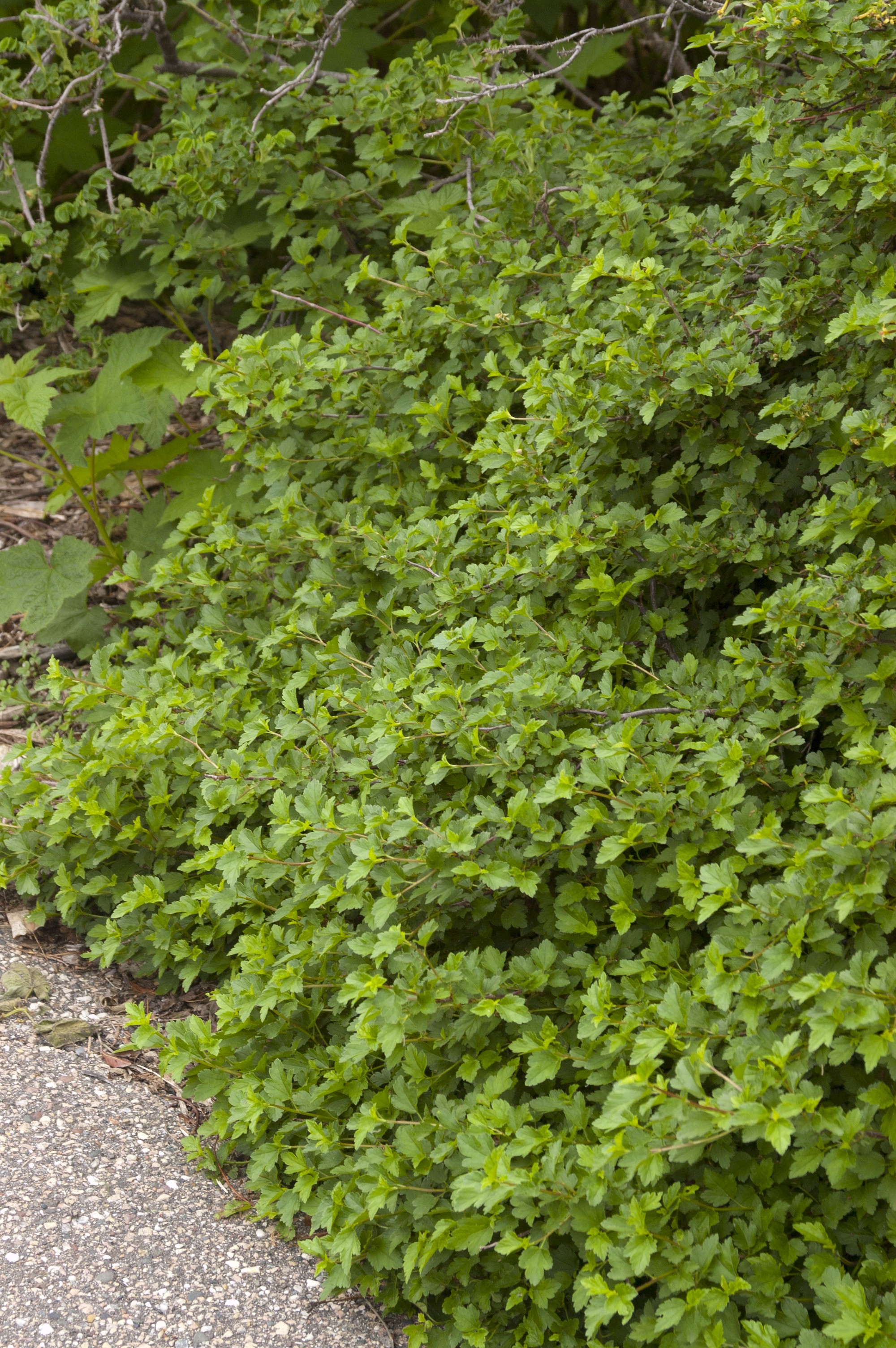 Currant, Alpine Green Mound - TheTreeFarm.com