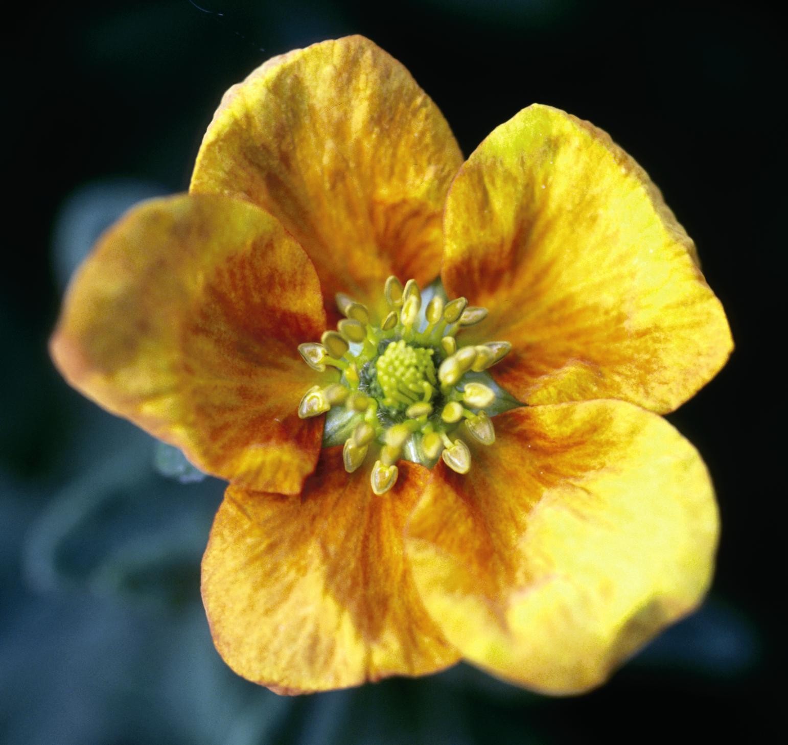 Potentilla, Mango Tango™ - TheTreeFarm.com