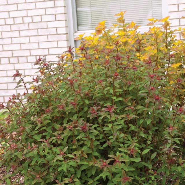 Spirea, Superstar™ - TheTreeFarm.com
