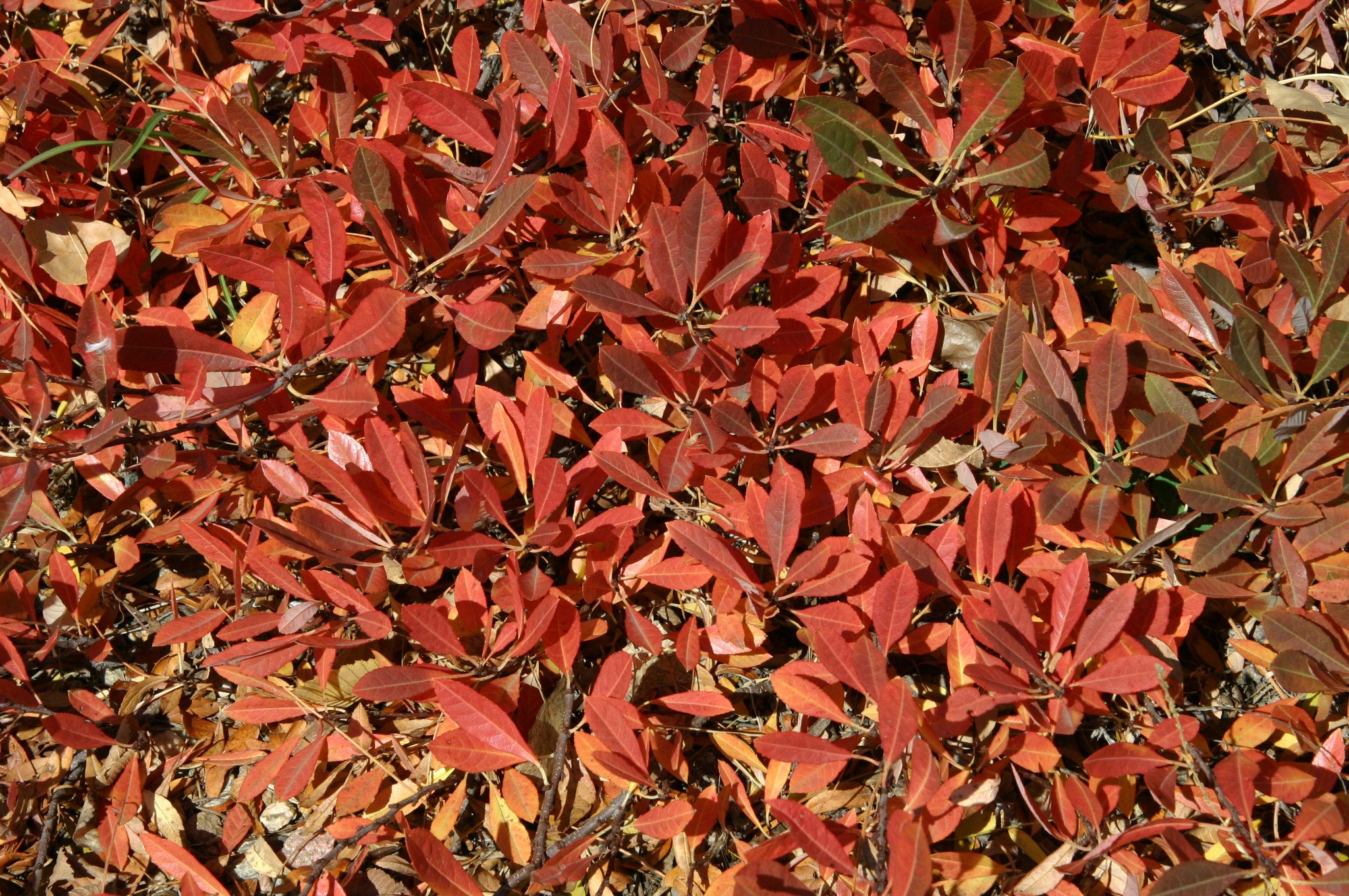 Sandcherry, Pawnee Buttes® - TheTreeFarm.com