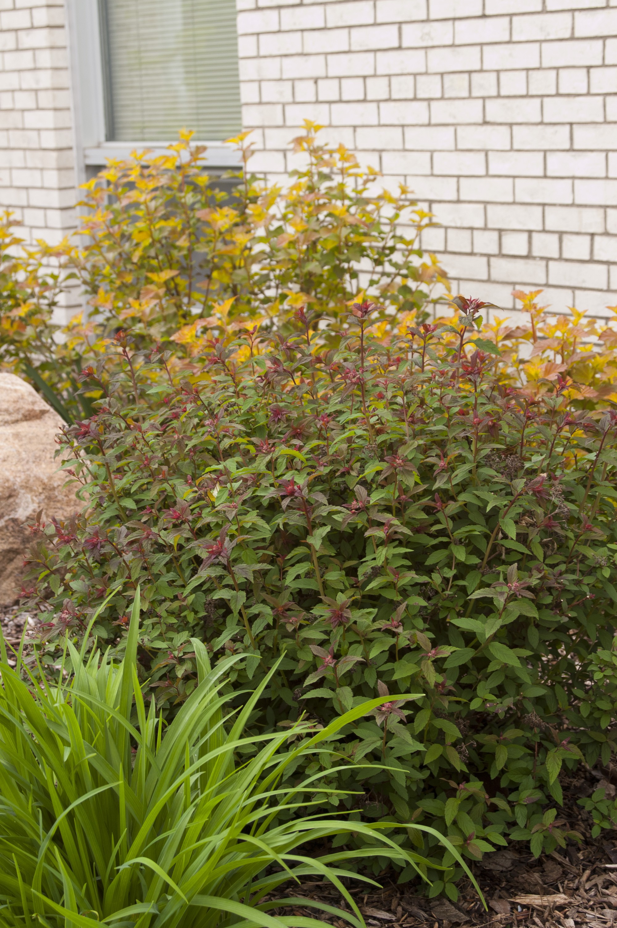 Spirea, Superstar™ - TheTreeFarm.com