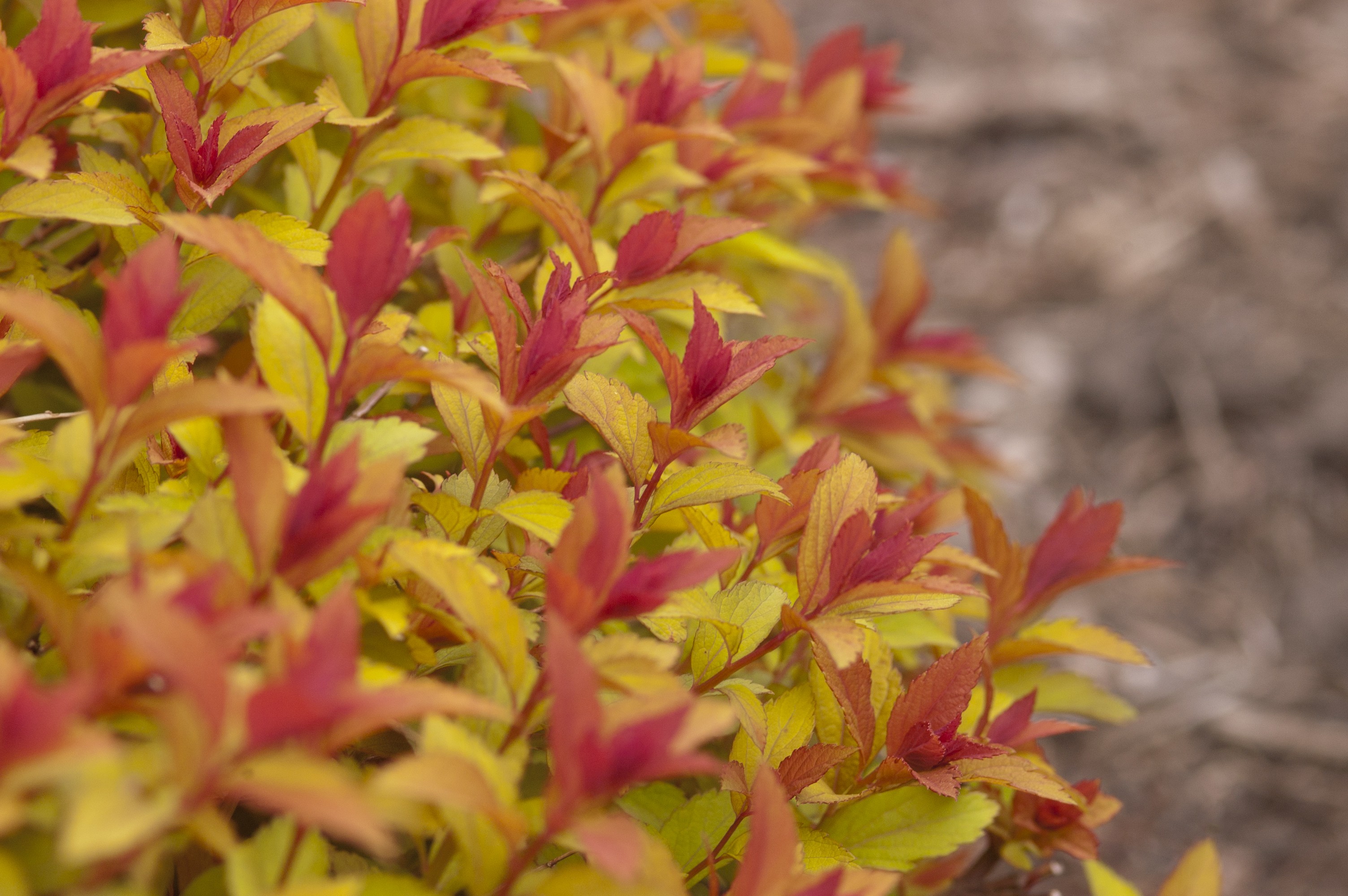 Spirea, Magic Carpet - TheTreeFarm.com