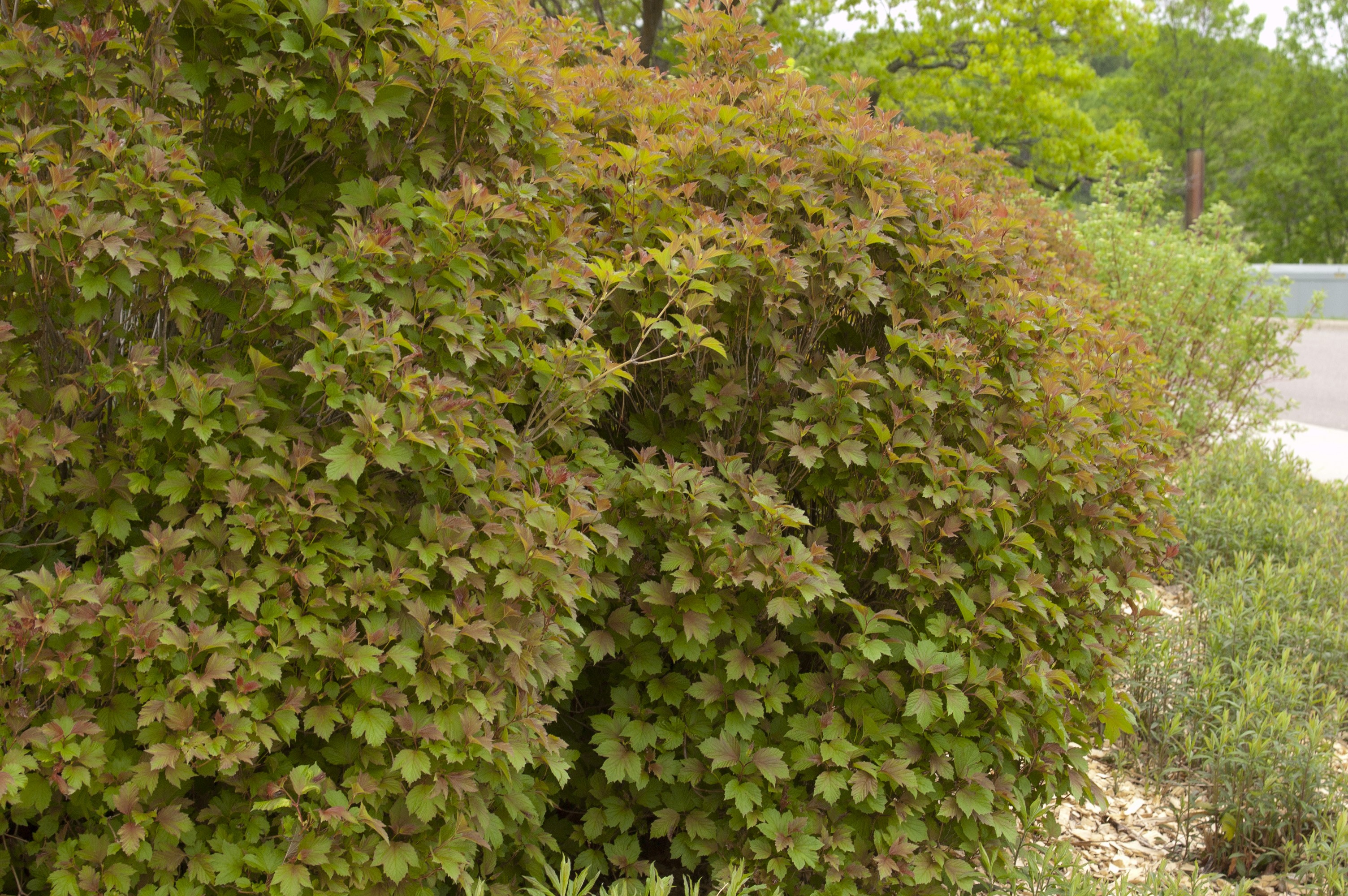 Viburnum, American Cranberry Bailey Compact - TheTreeFarm.com