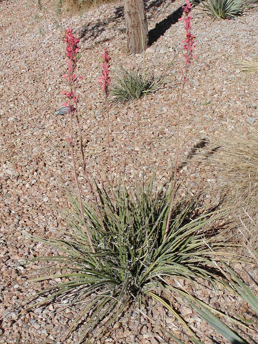 Yucca, Red - TheTreeFarm.com
