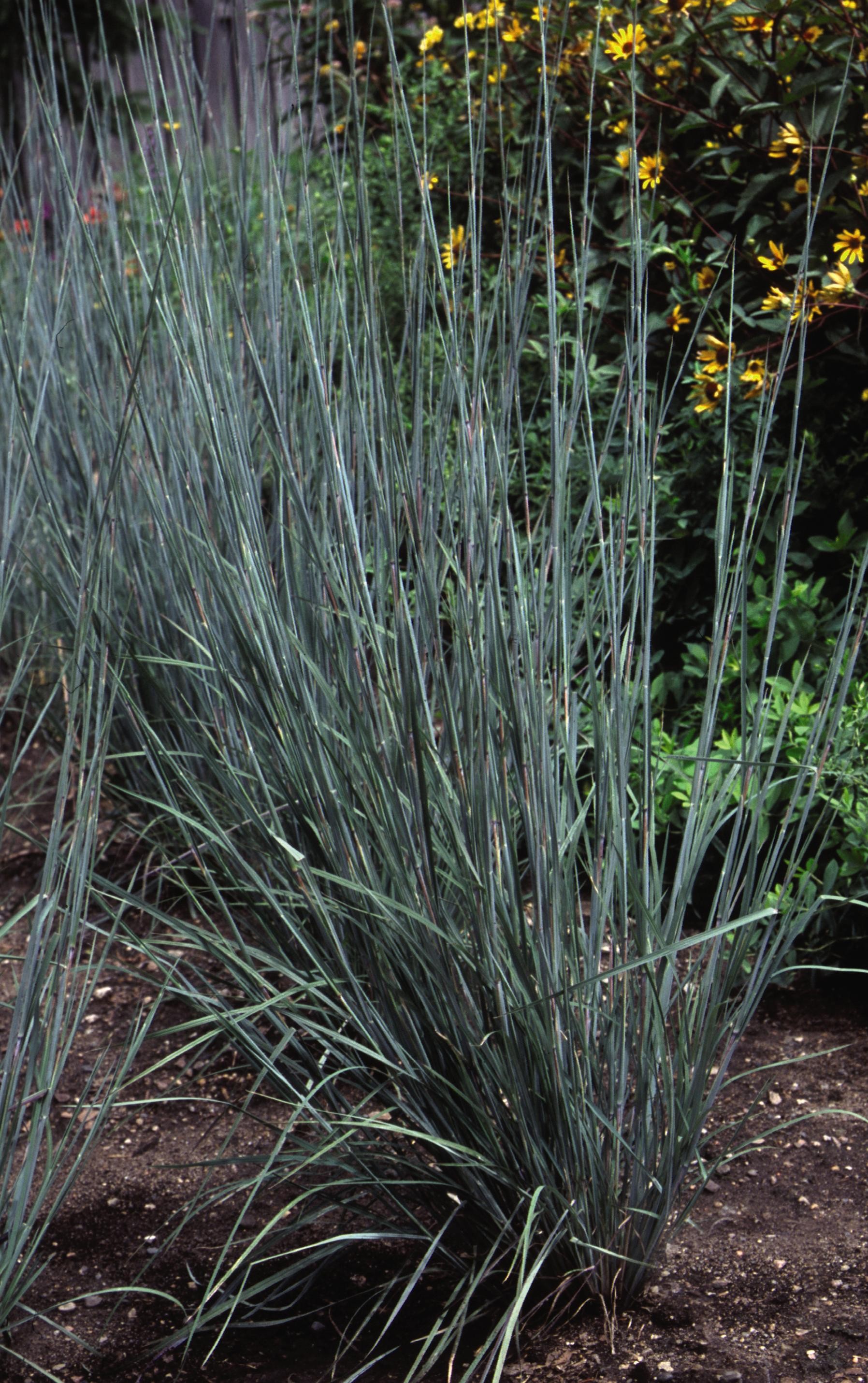 Little Bluestem, Blue Heaven™ - TheTreeFarm.com