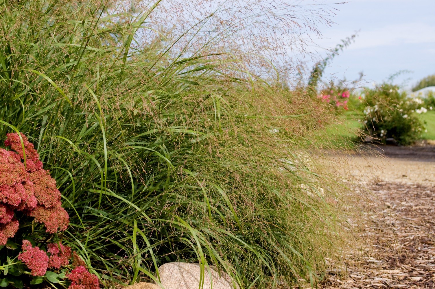 Switch Grass, Prairie Sky - TheTreeFarm.com