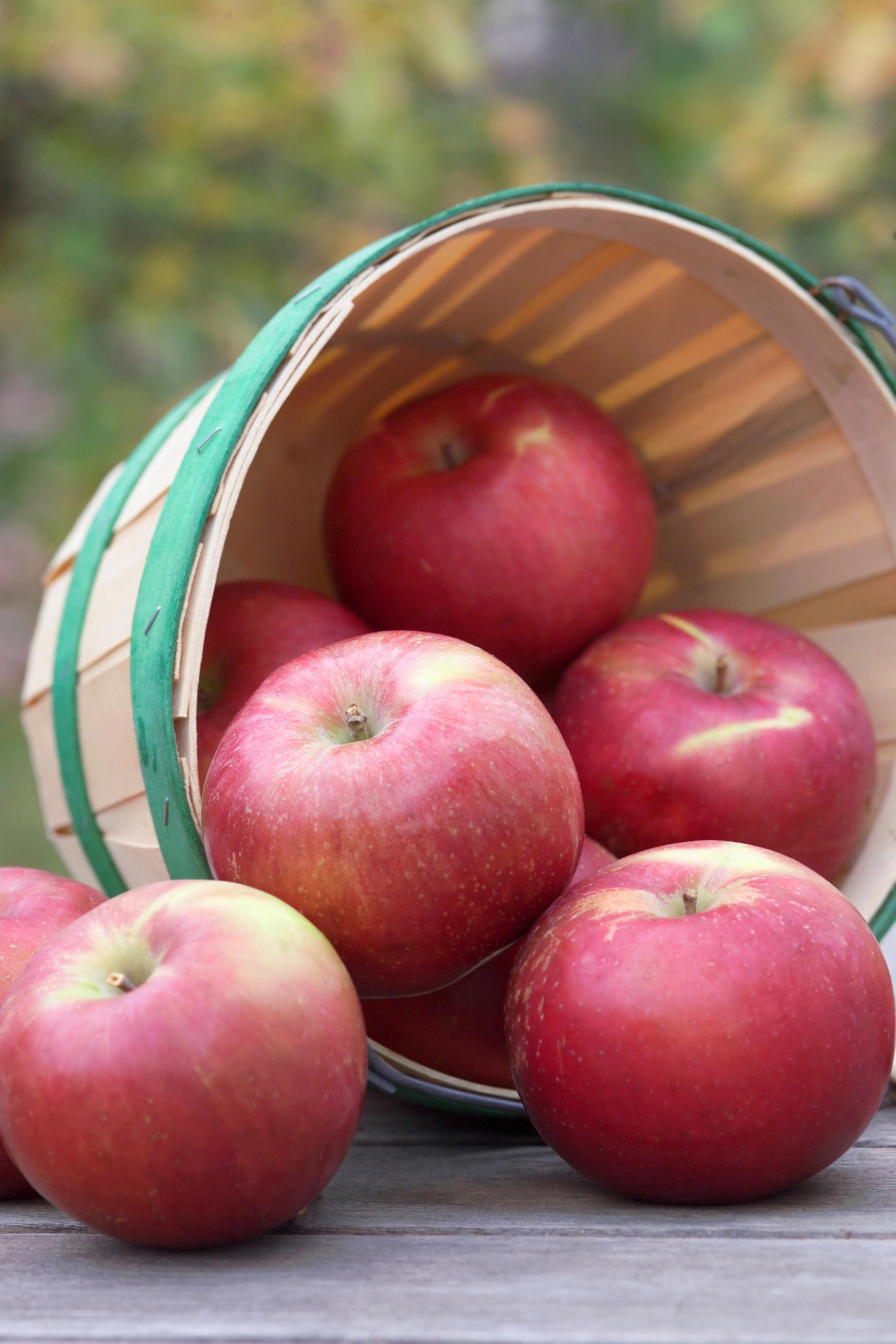 apple-snowsweet-thetreefarm