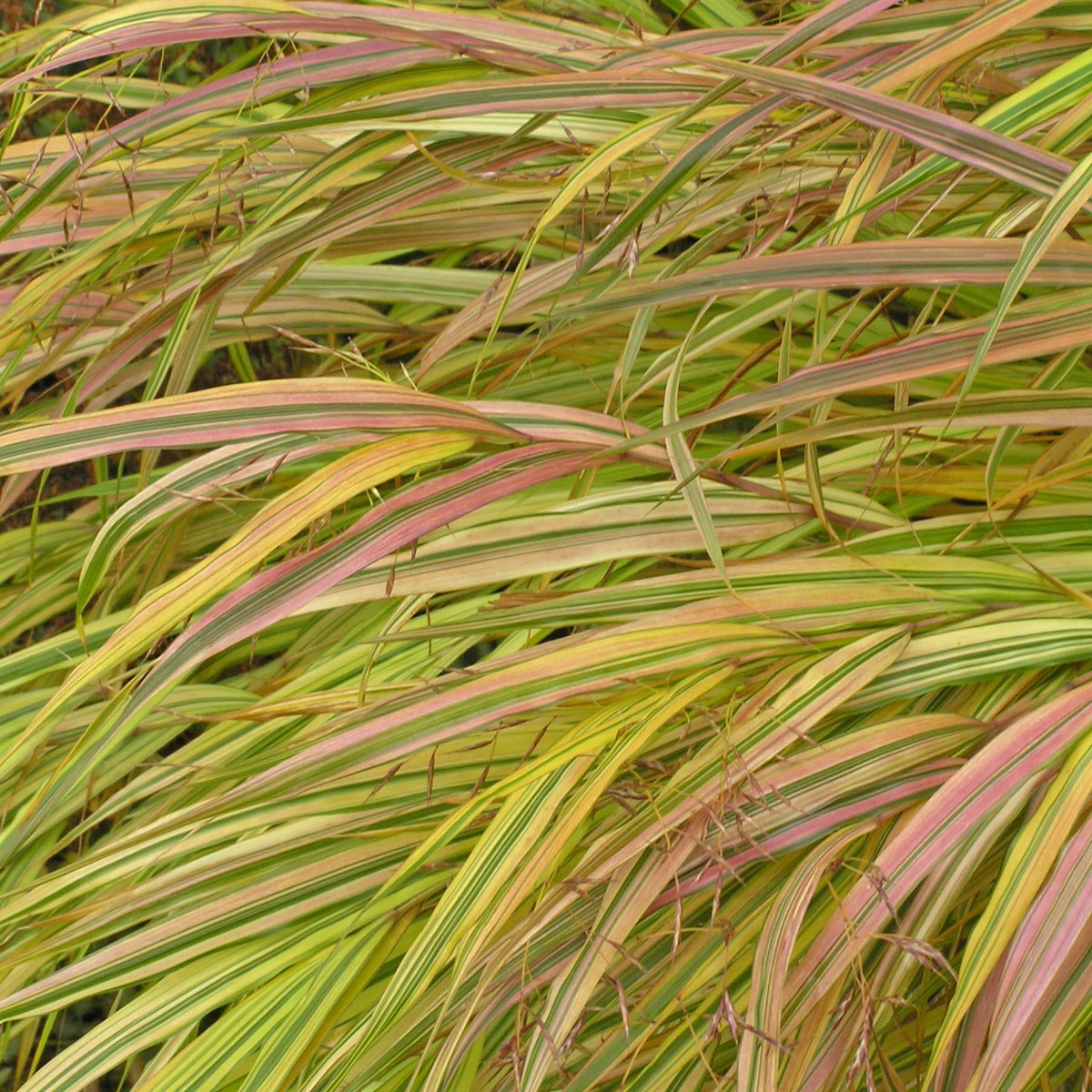 Japanese Forest Grass, Golden - TheTreeFarm.com
