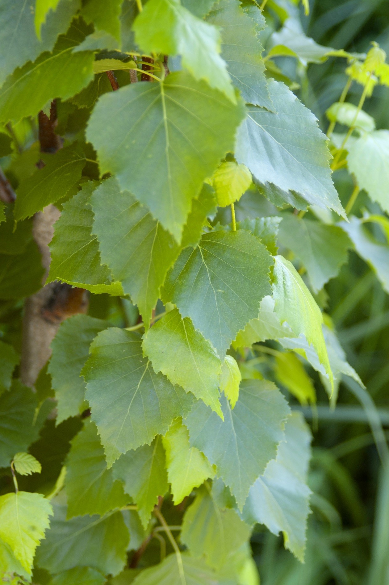Birch, Parkland Pillar® - TheTreeFarm.com