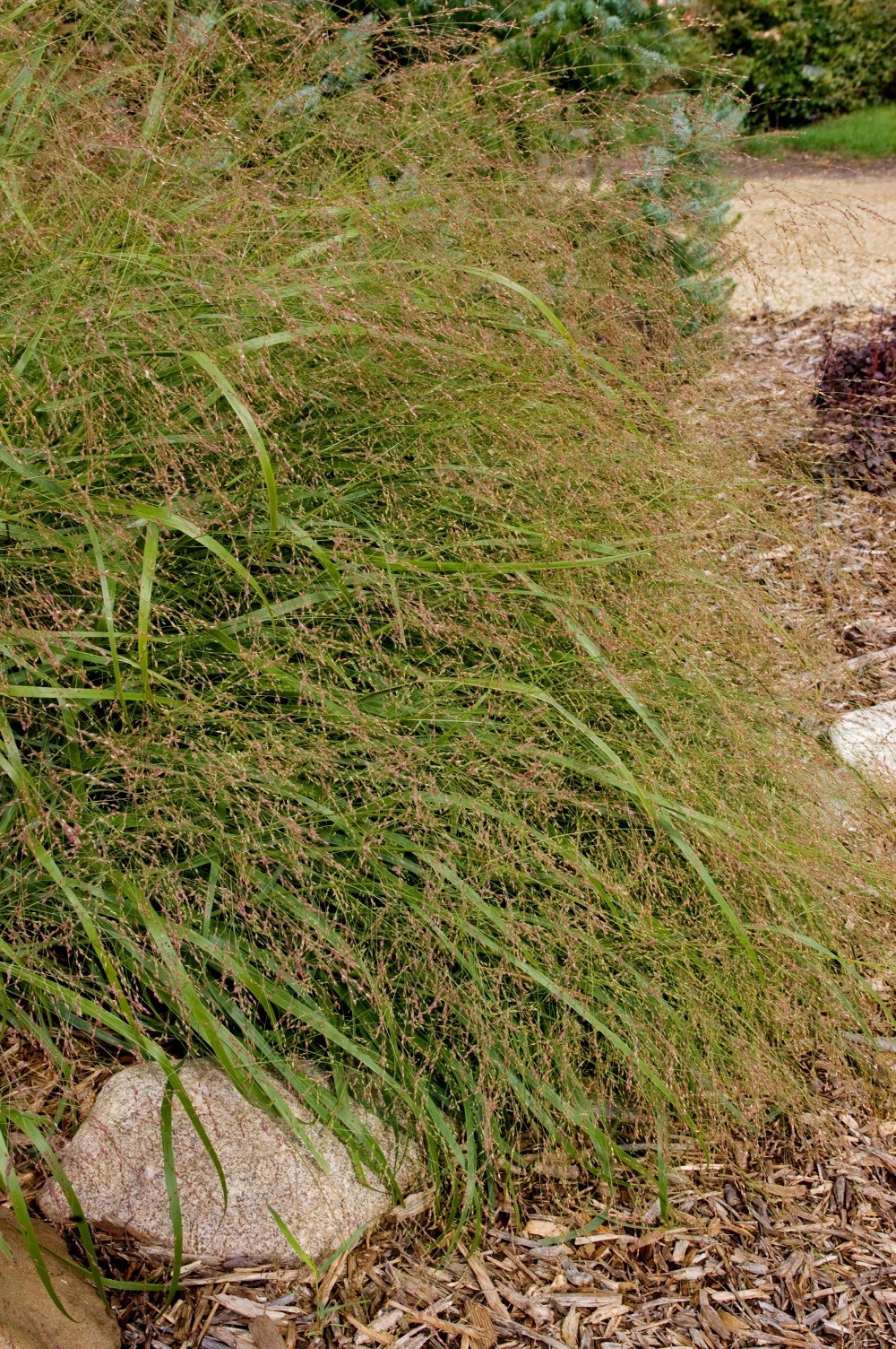 Switch Grass, Prairie Sky - TheTreeFarm.com