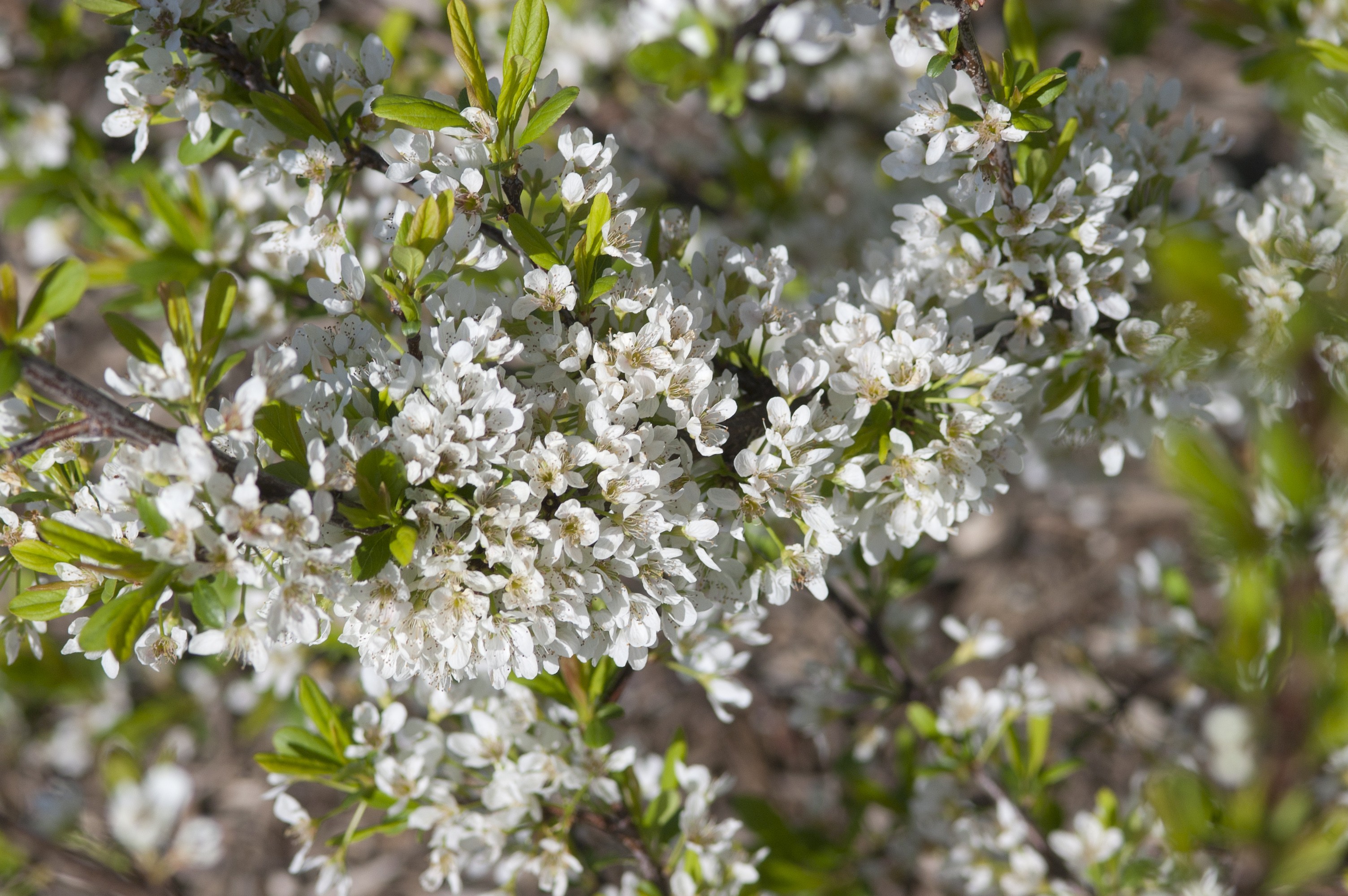 Plum, BlackIce™ - TheTreeFarm.com