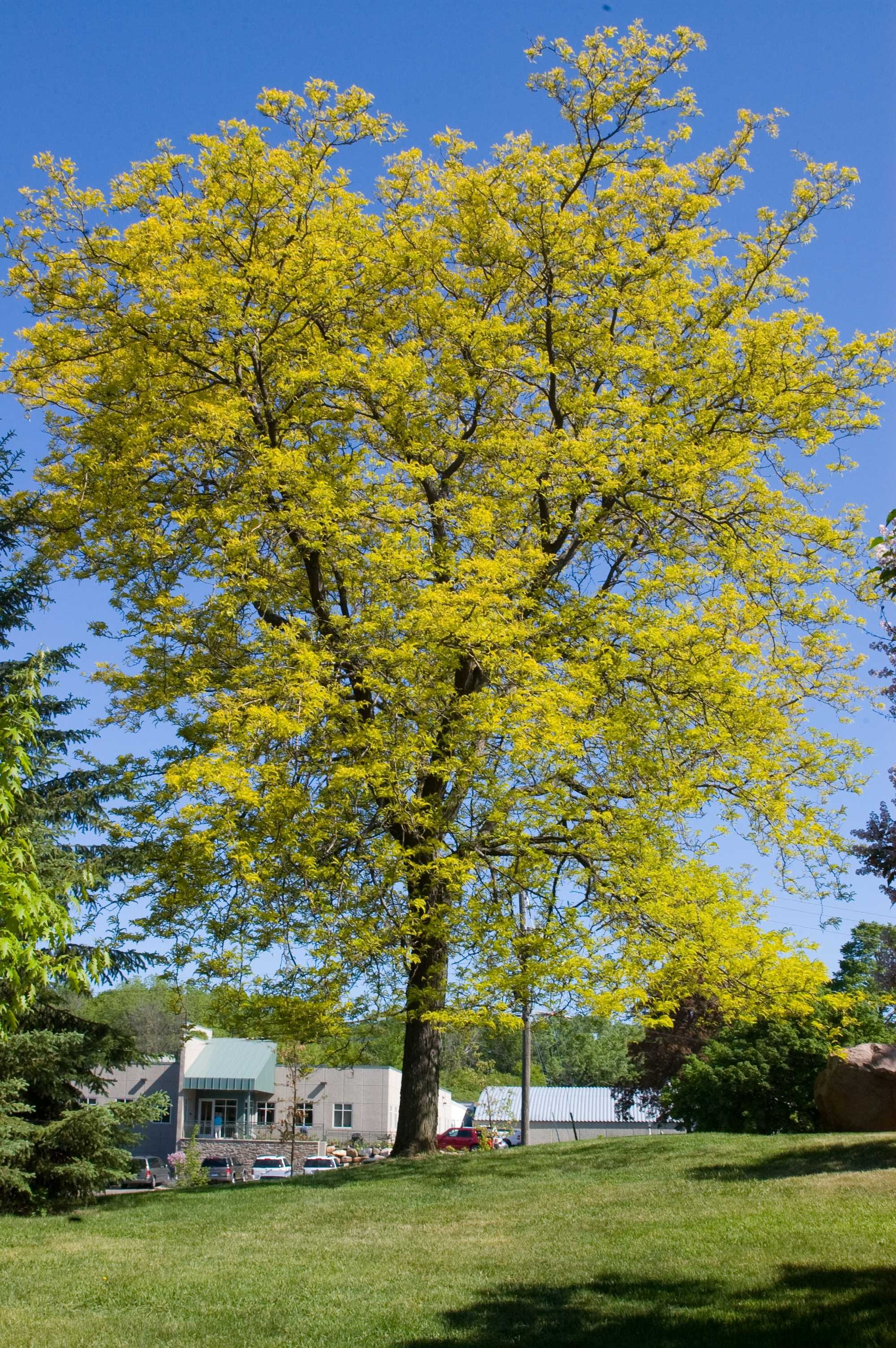 Honeylocust, Sunburst® - TheTreeFarm.com