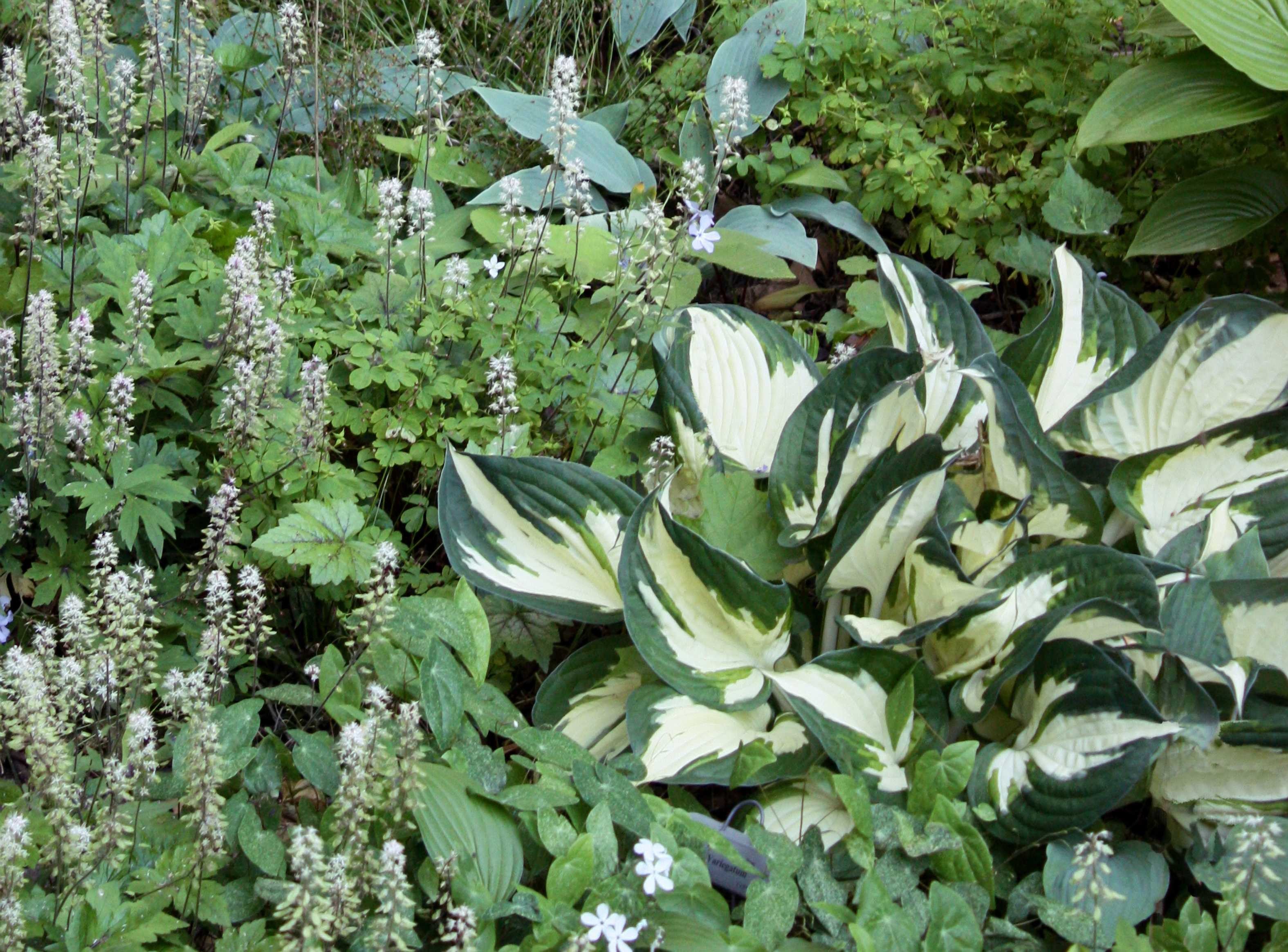 Hosta, Fire & Ice - TheTreeFarm.com