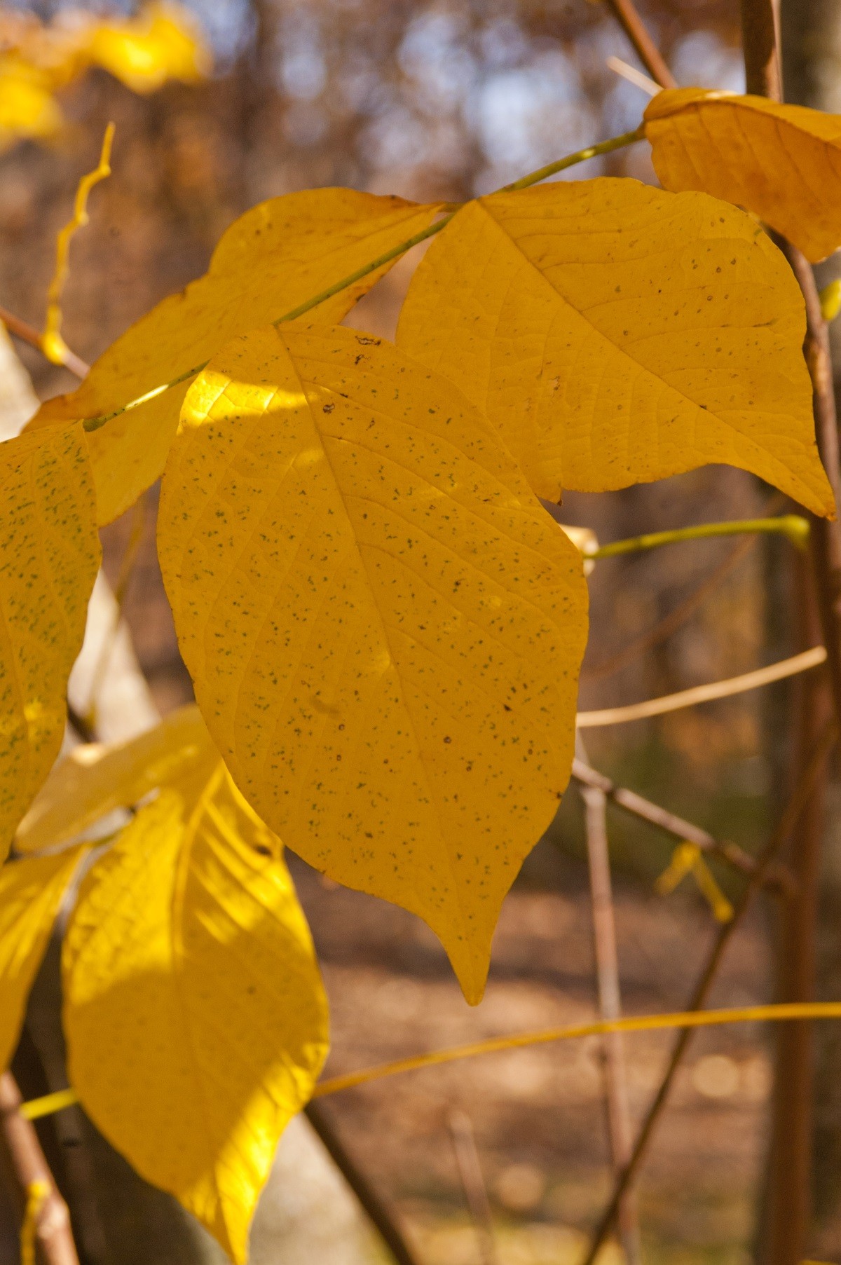 Yellowwood, American - TheTreeFarm.com