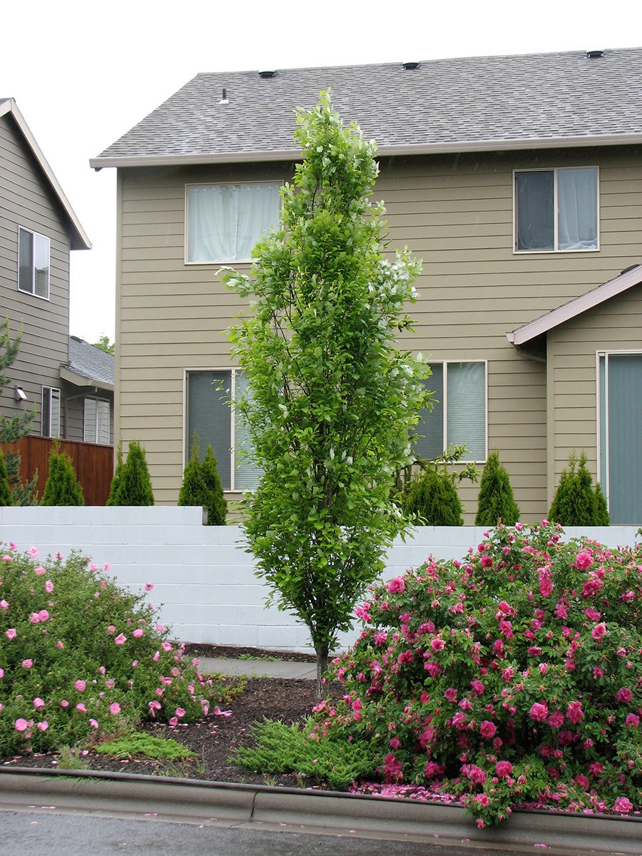 Oak, Regal Prince® Columnar - TheTreeFarm.com