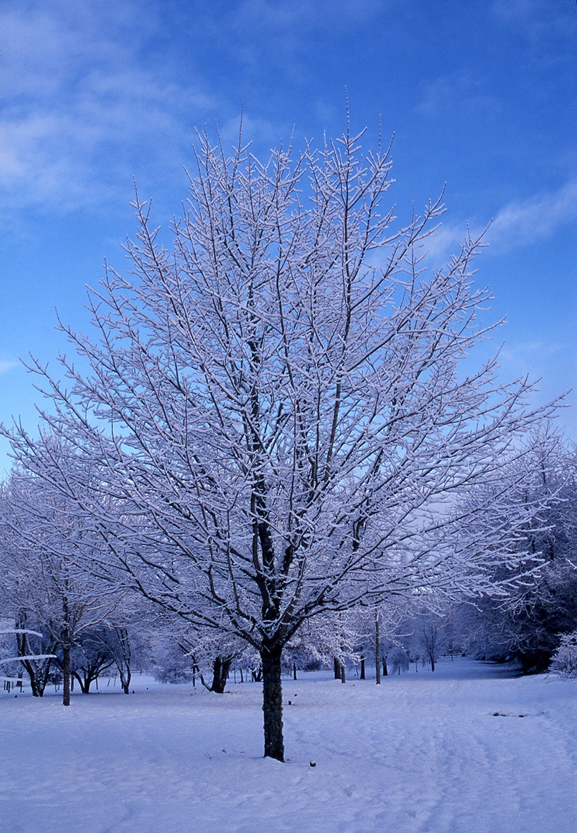 Maple, Sugar Green Mountain® - TheTreeFarm.com