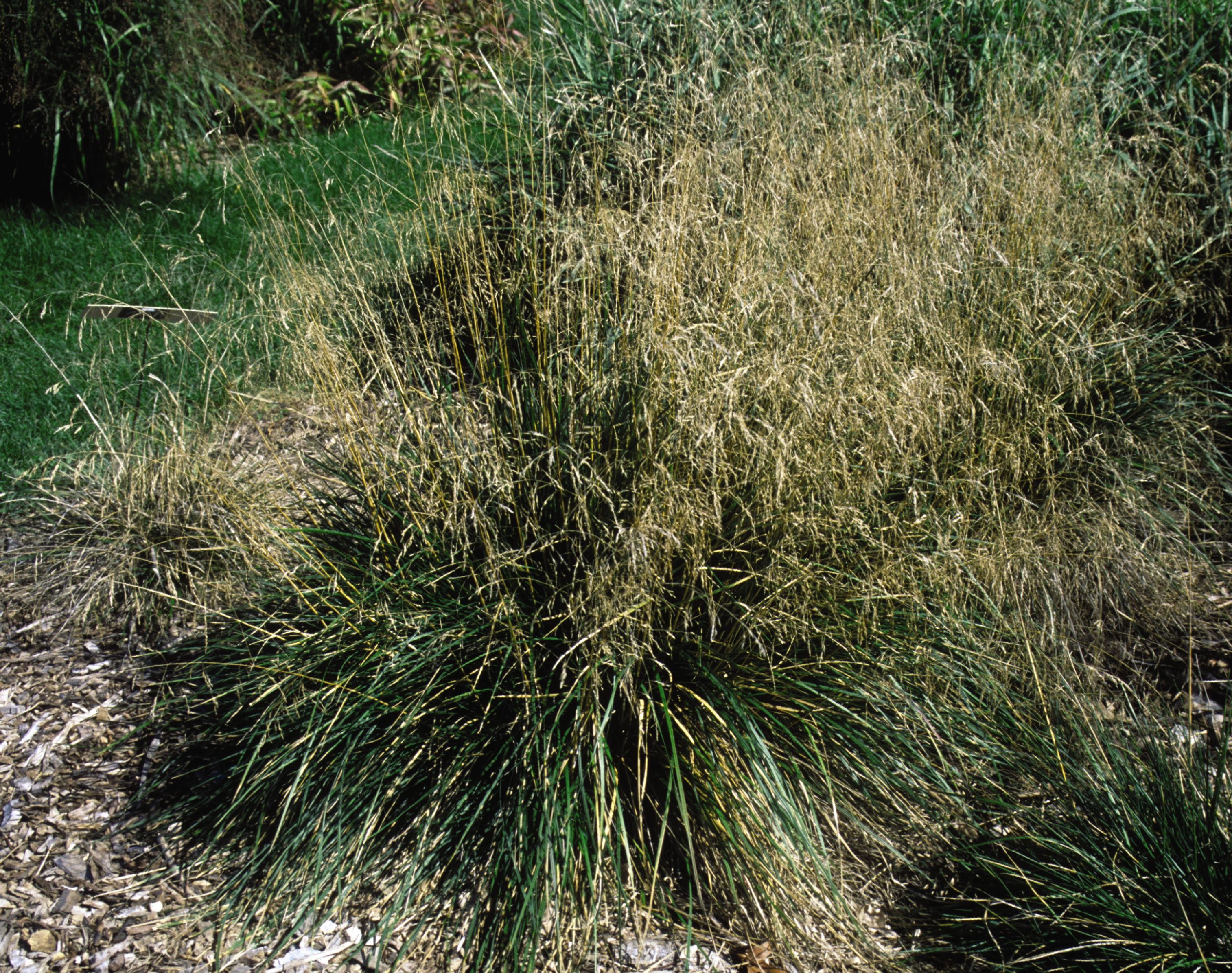 Tufted Hair Grass, Scottish - TheTreeFarm.com