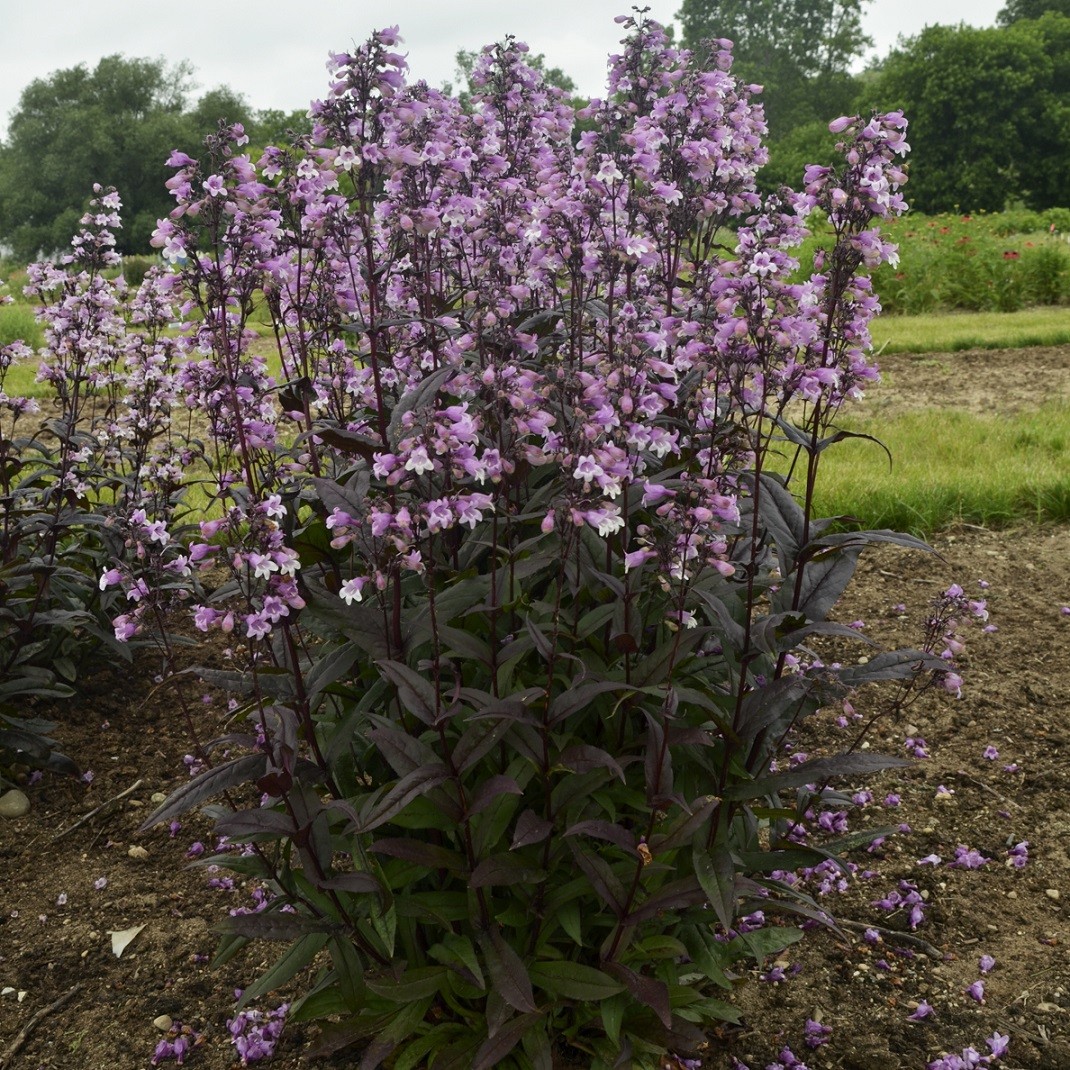 Penstemon, Midnight Masquerade - TheTreeFarm.com
