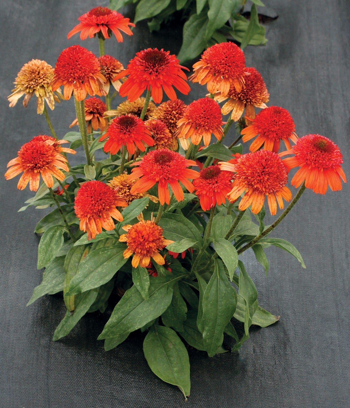 Coneflower, Moab Sunset (Echinacea) - TheTreeFarm.com