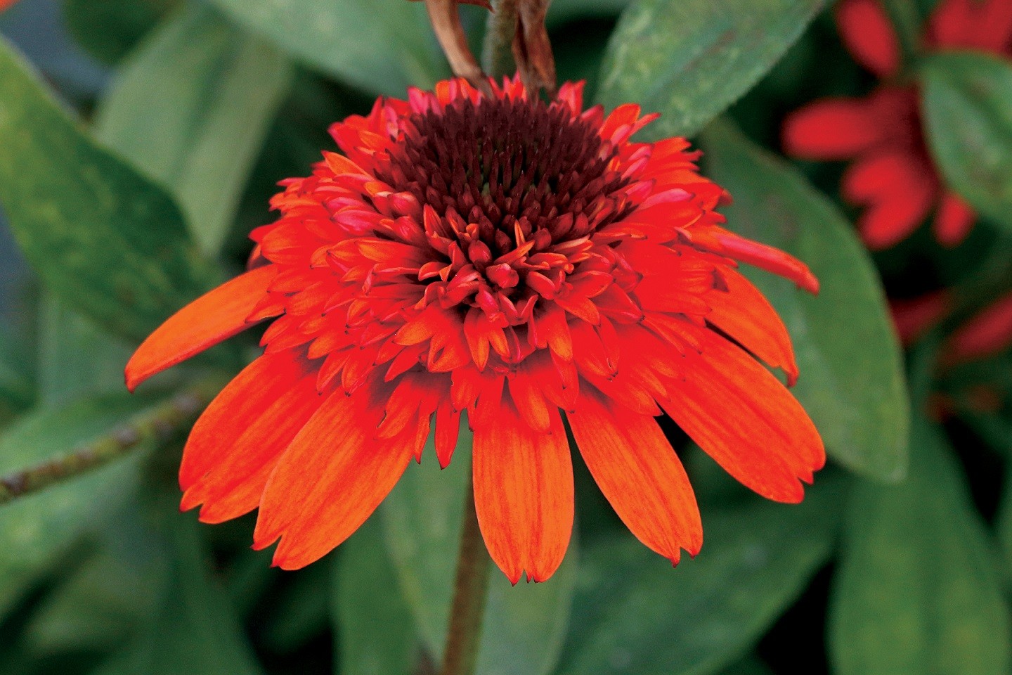 Coneflower, Moab Sunset (Echinacea) - TheTreeFarm.com