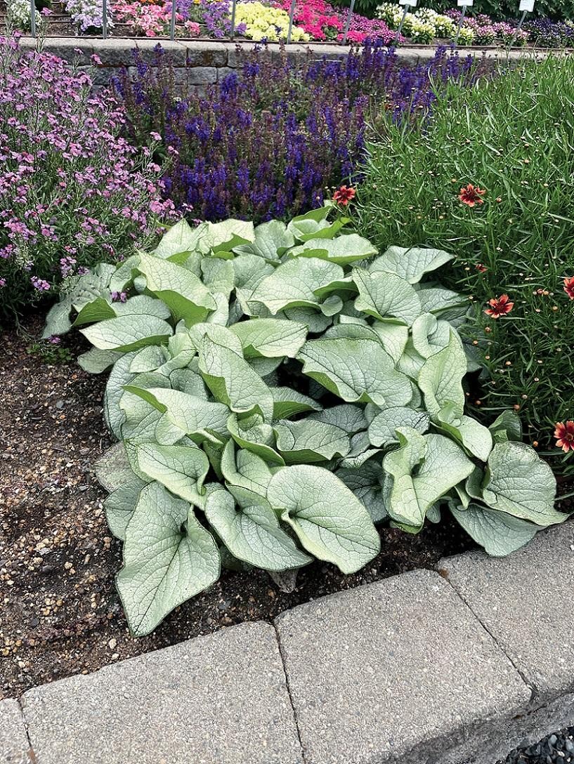 Brunnera, Alexandria (Bugloss) - TheTreeFarm.com