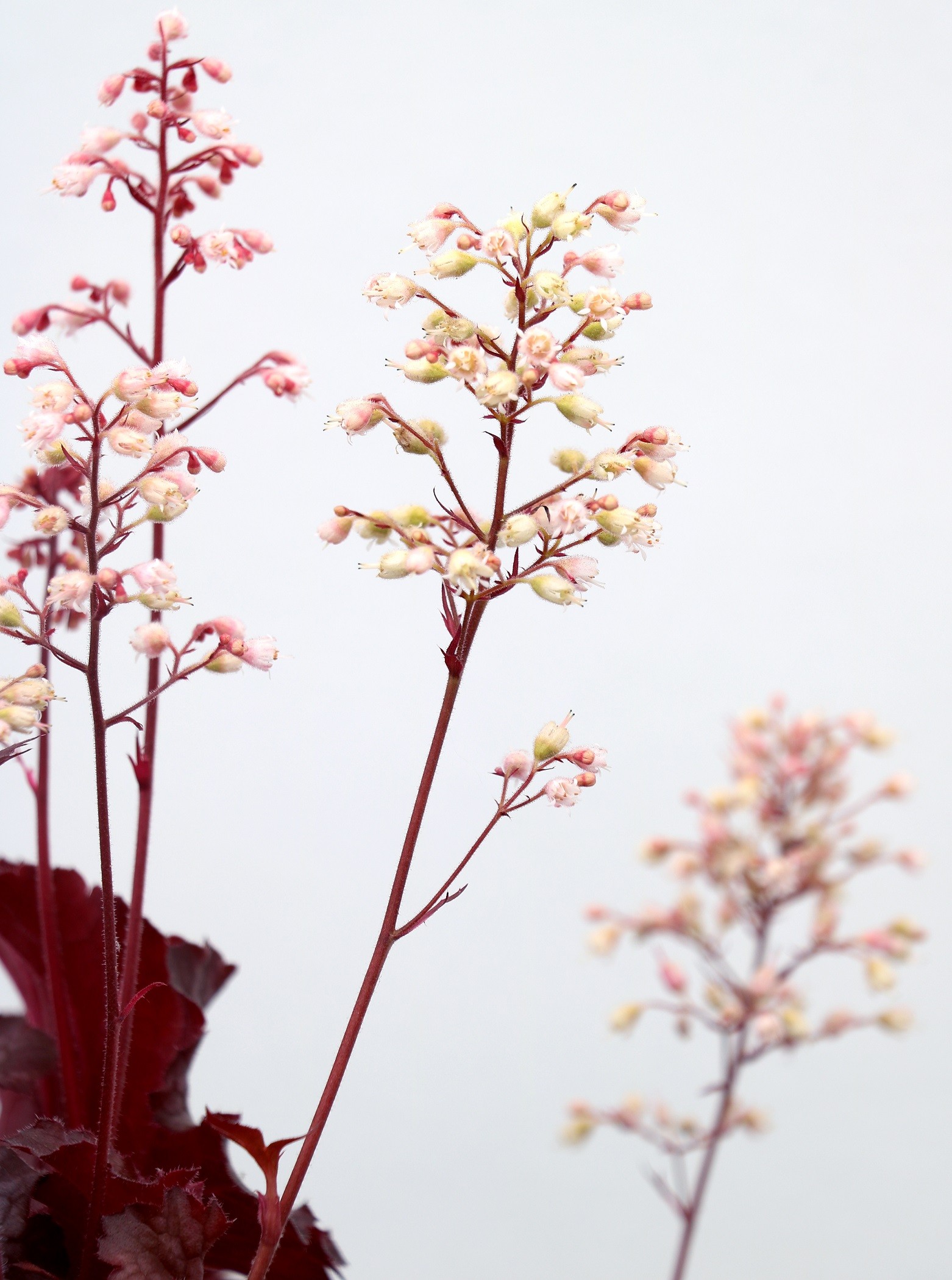 Coral Bells, Ruby Tuesday (Heuchera) - TheTreeFarm.com