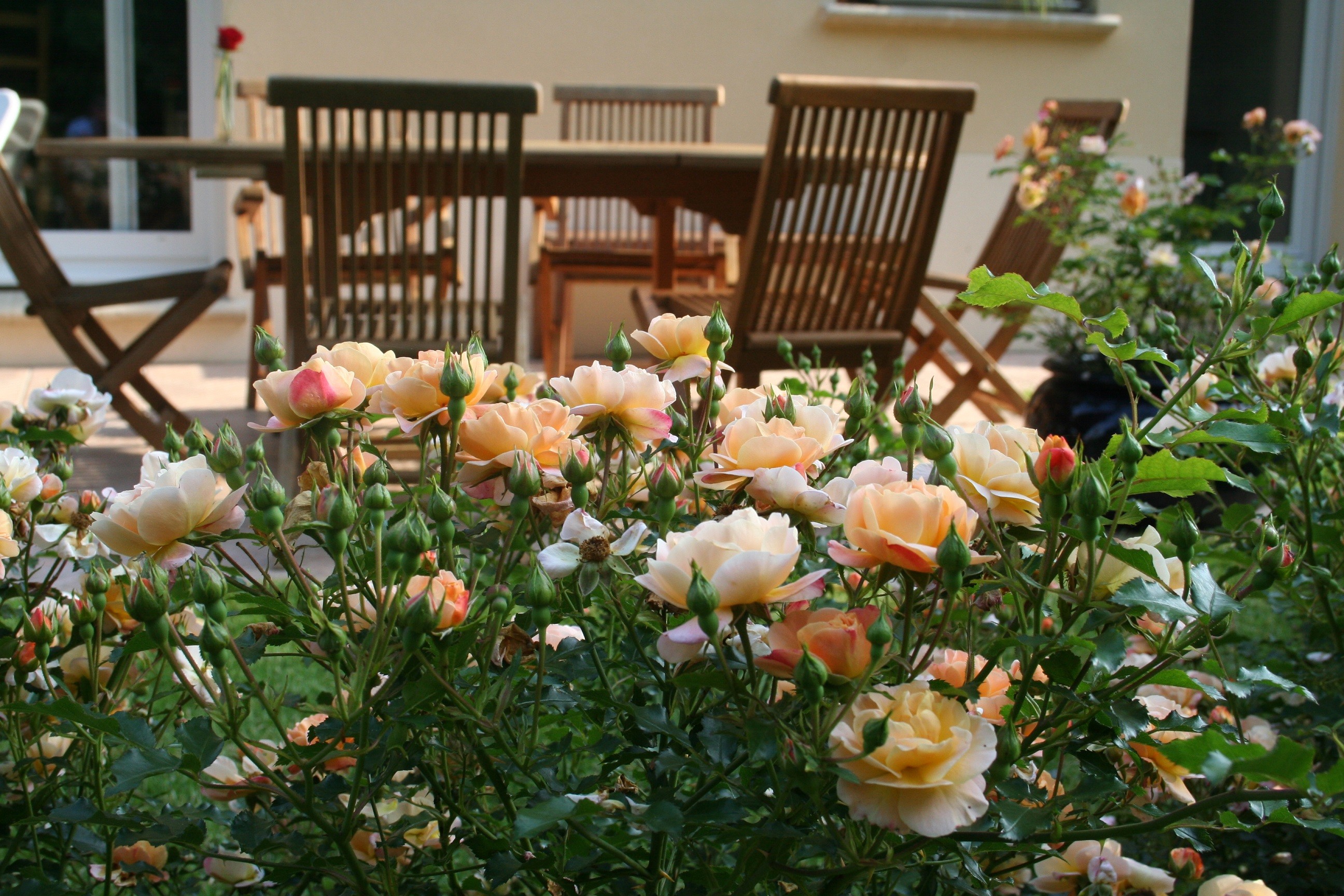 Rose, Flower Carpet® Amber - TheTreeFarm.com