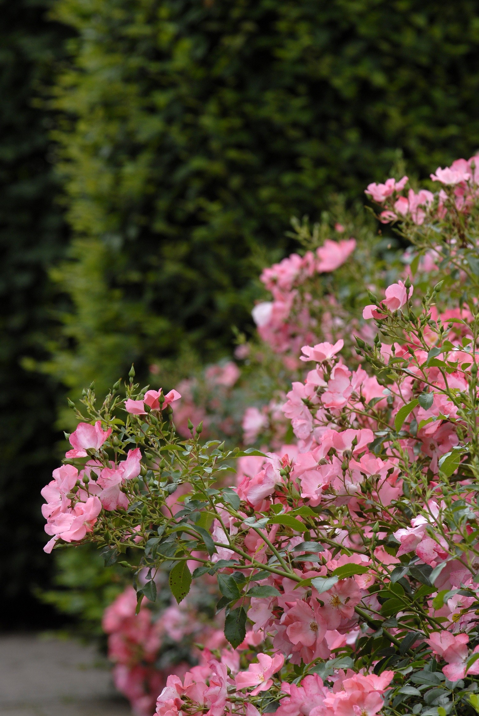 Rose, Flower Carpet® Coral - TheTreeFarm.com