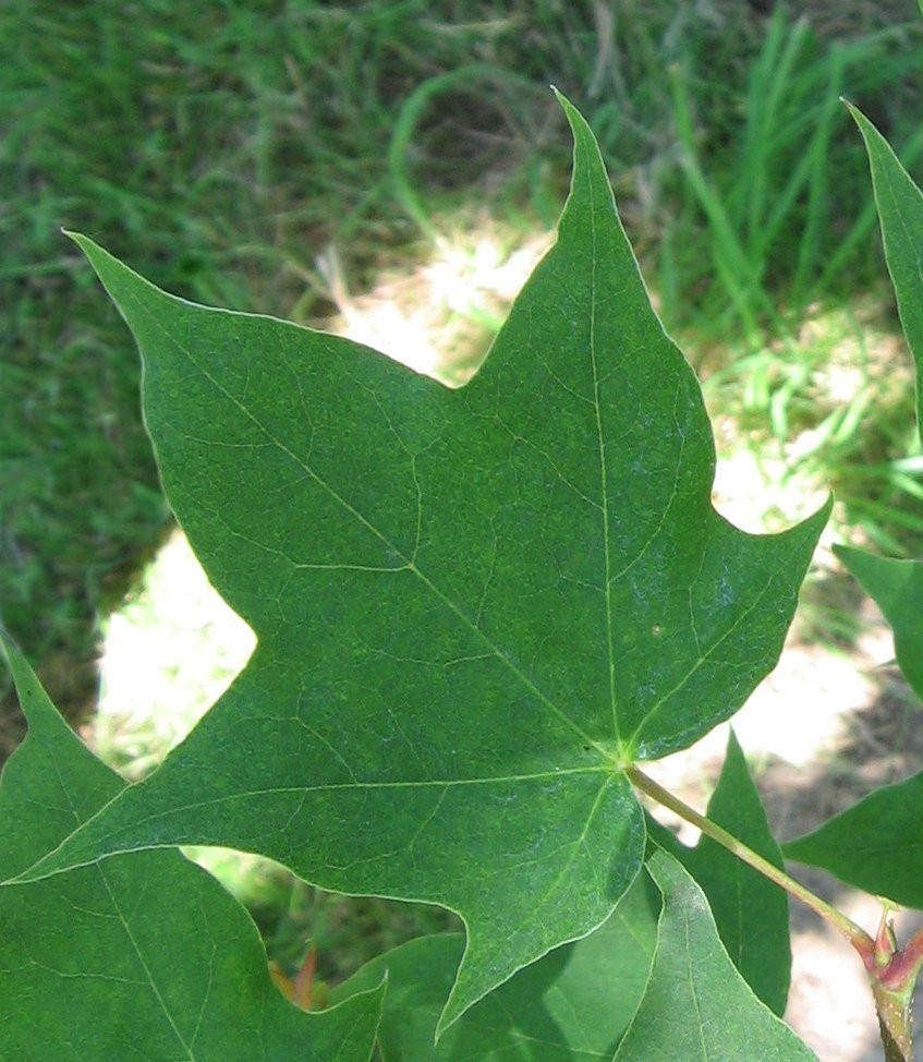 Maple, Shantung - TheTreeFarm.com