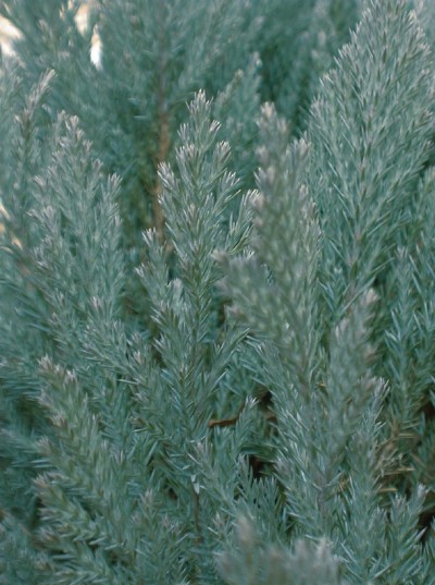 Juniper, Medora - TheTreeFarm.com