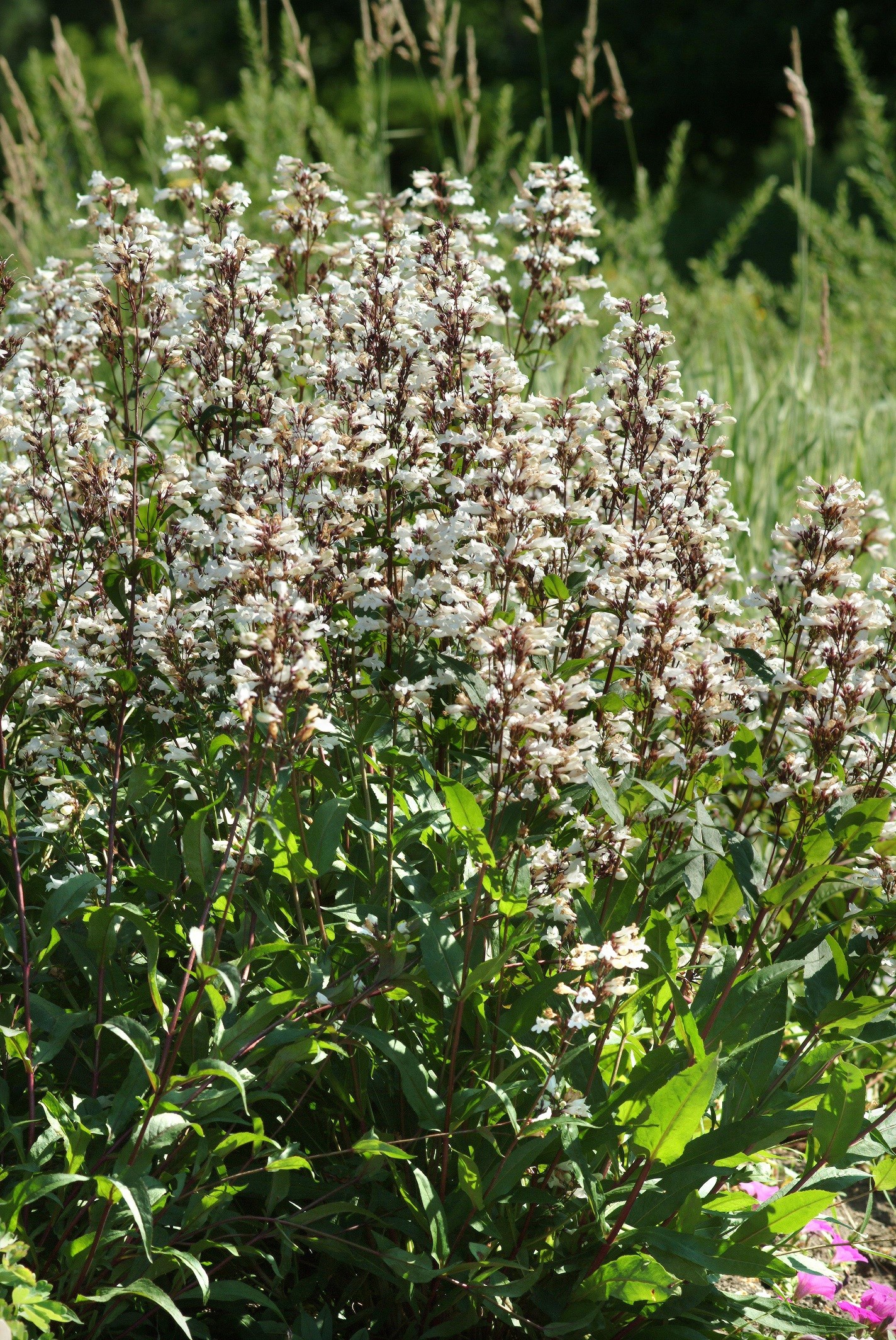 husker red penstemon - TheTreeFarm.com