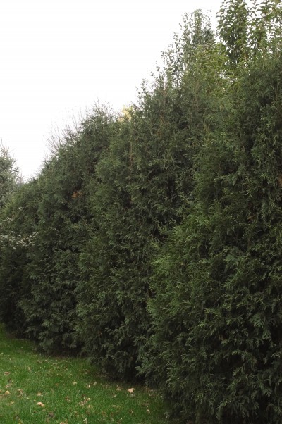 Arborvitae, Mission (Techny) - TheTreeFarm.com