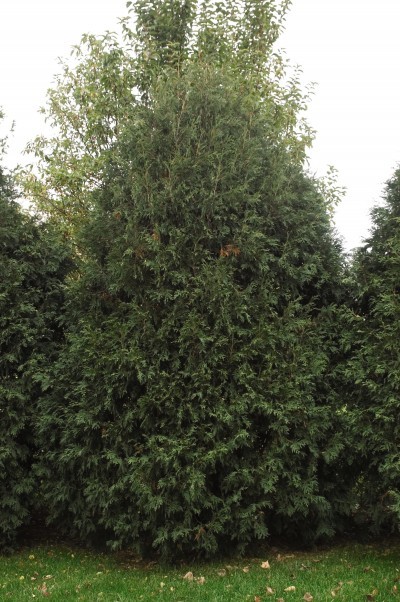 Arborvitae, Mission (Techny) - TheTreeFarm.com