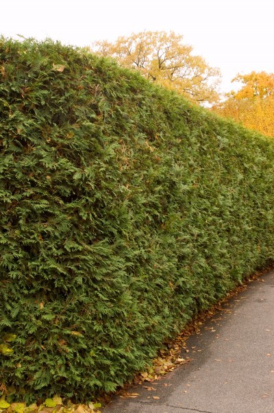 Arborvitae, Mission (Techny) - TheTreeFarm.com