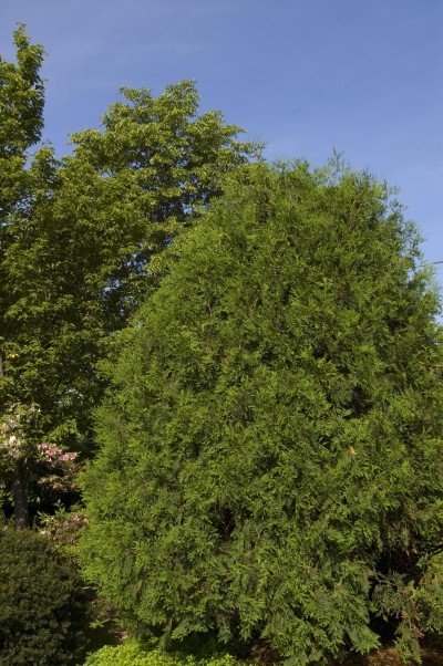 Arborvitae, Mission (Techny) - TheTreeFarm.com