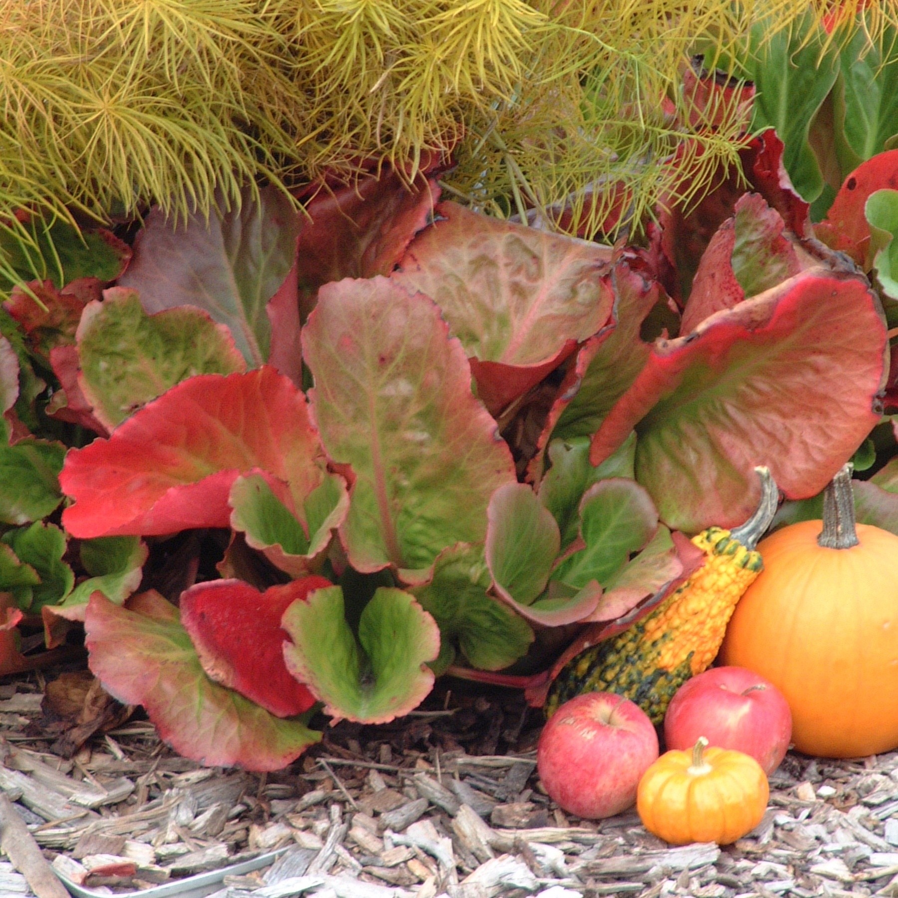 Bergenia, Winter Glow - TheTreeFarm.com