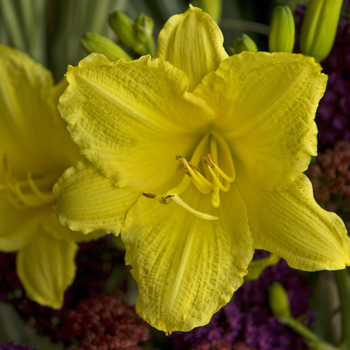 Daylily, Happy Returns - TheTreeFarm.com