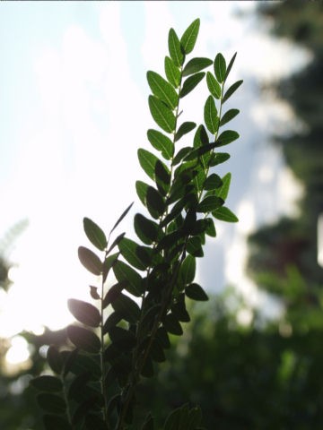 Imperial® Honeylocust - TheTreeFarm.com