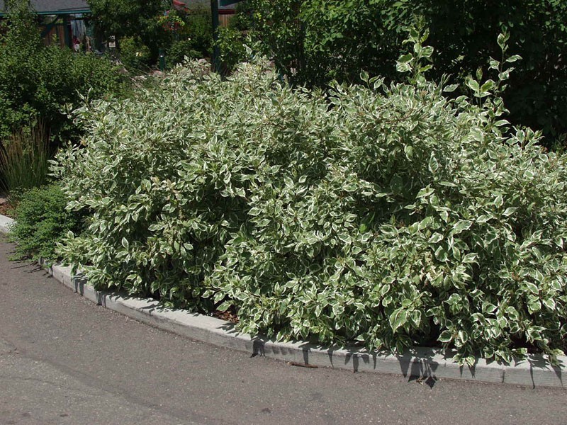 Dogwood, Ivory Halo® Variegated (Redtwig) - TheTreeFarm.com