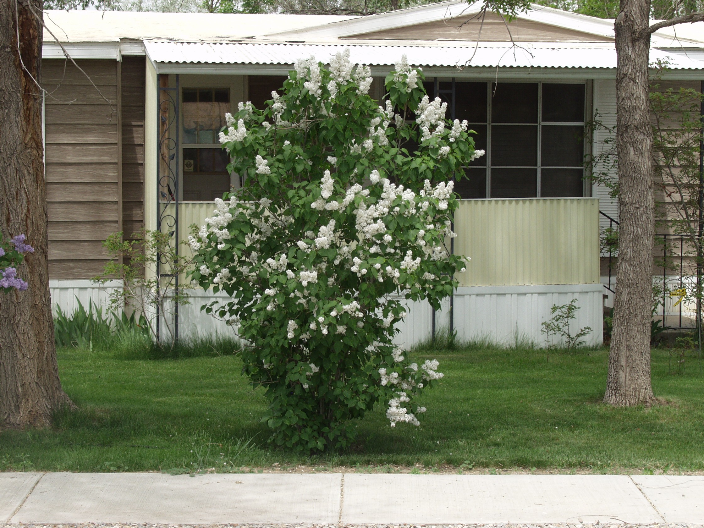 Lilac, Common White - TheTreeFarm.com