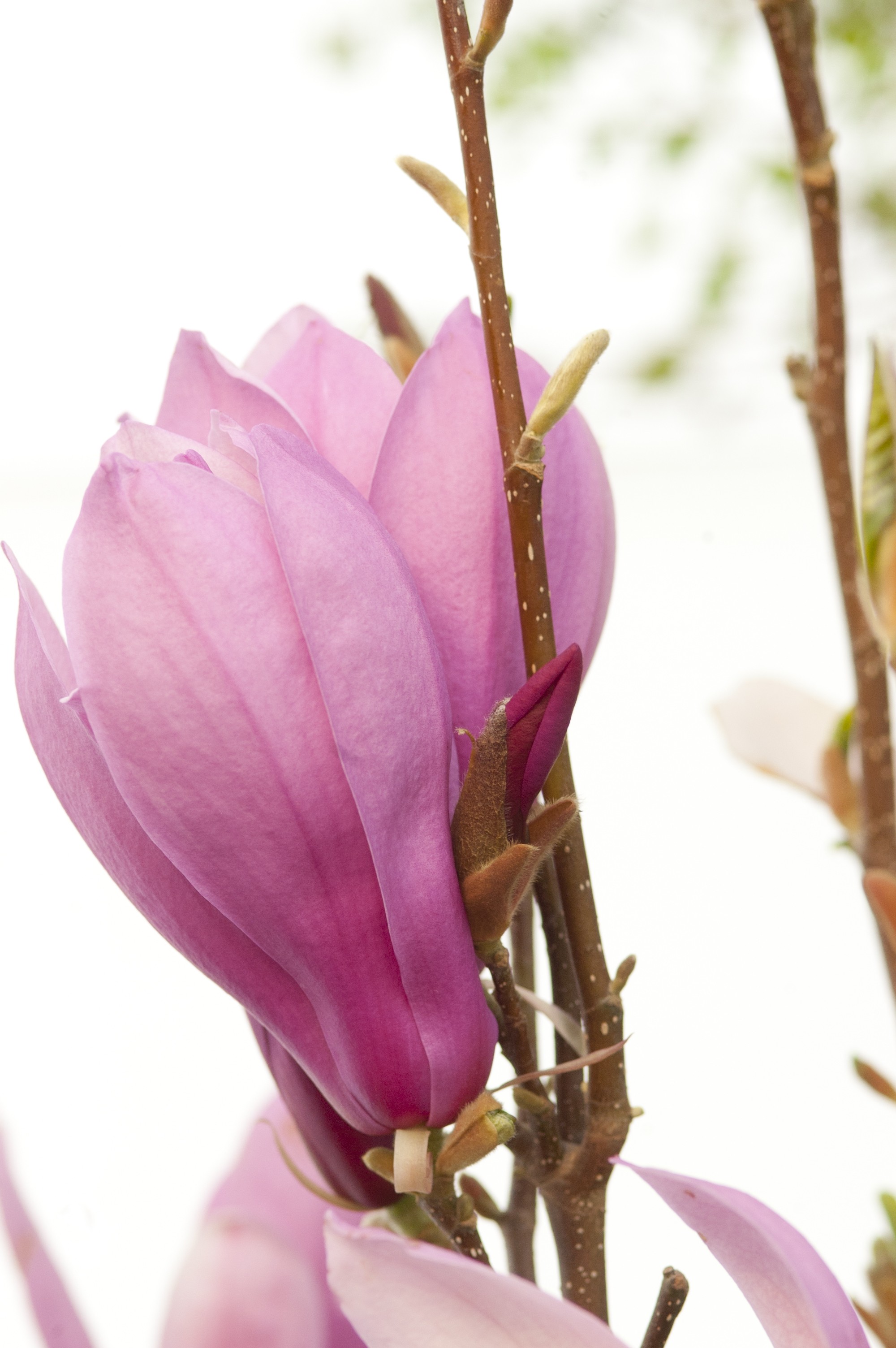 Magnolia, Ann - TheTreeFarm.com