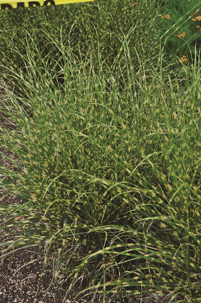 Japanese Silver Grass, Bandwith (Maiden Grass-Miscanthus) - TheTreeFarm.com