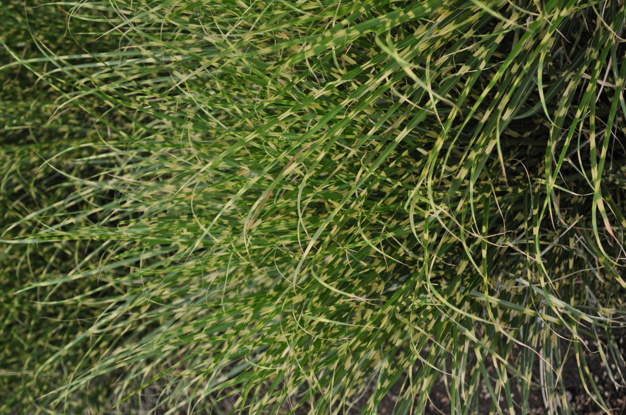 Japanese Silver Grass, Bandwith (Maiden Grass-Miscanthus) - TheTreeFarm.com