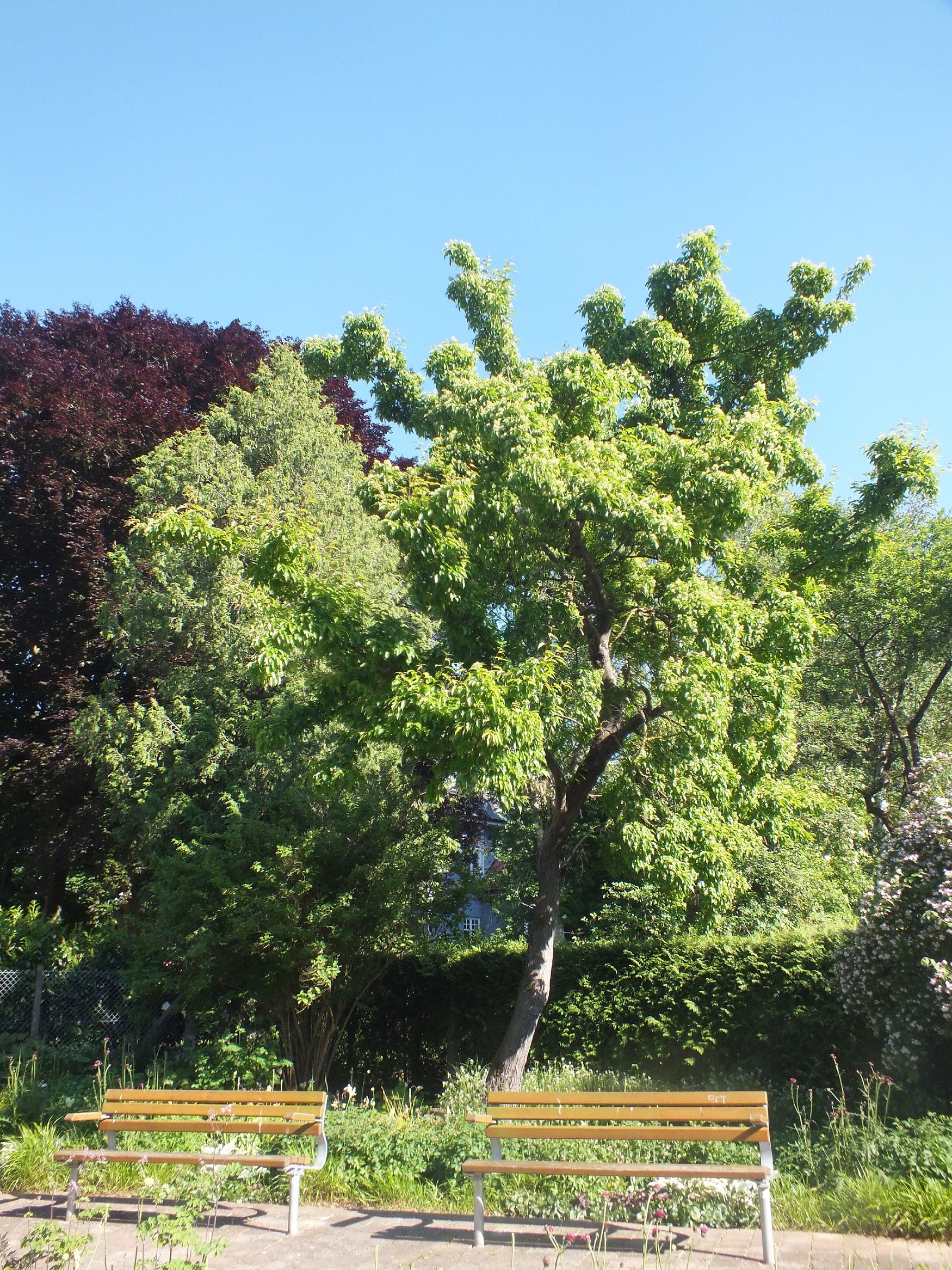 Maple, Ginnala Flame - TheTreeFarm.com