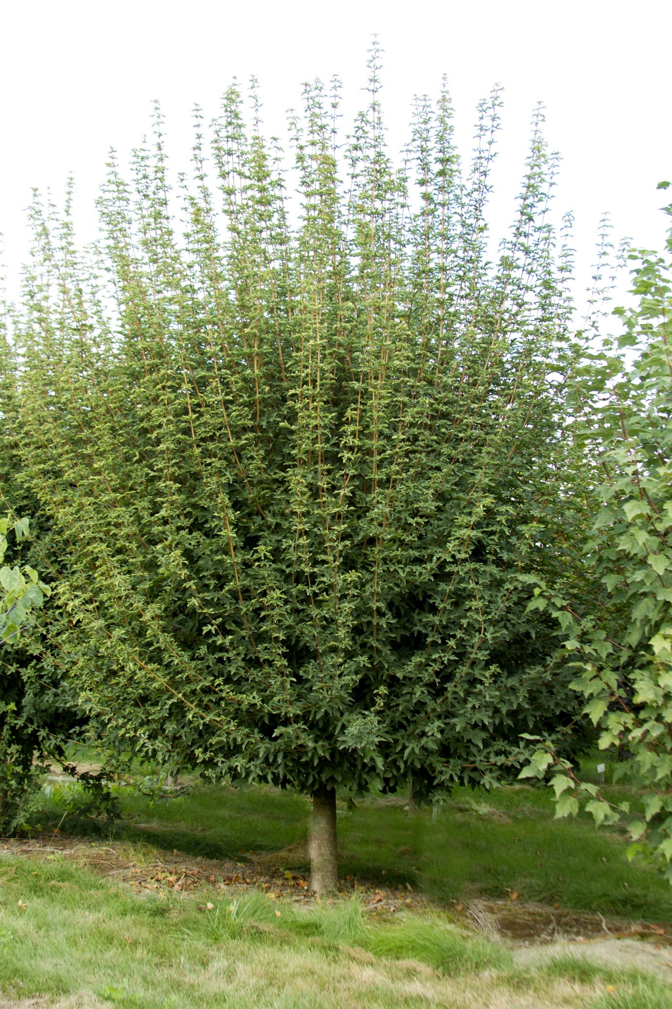 Maple, Hedge - TheTreeFarm.com