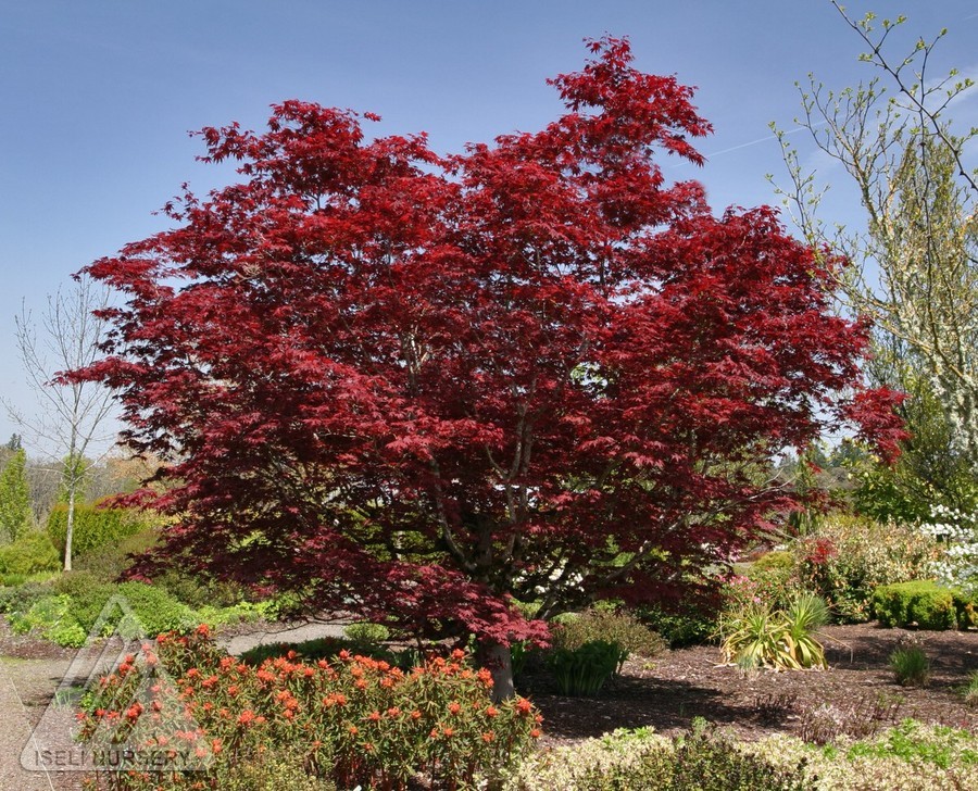 Maple, Japanese Bloodgood - TheTreeFarm.com