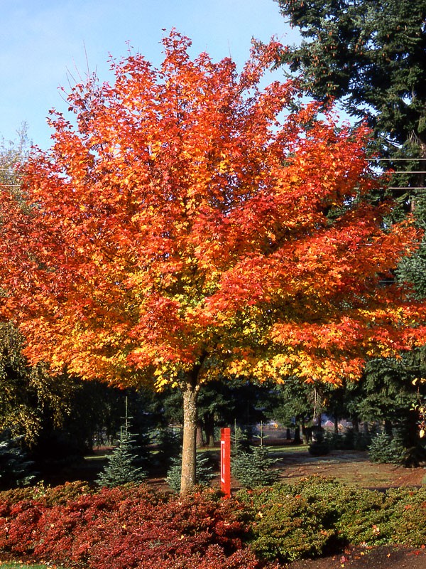 Maple, Norwegian Sunset® - TheTreeFarm.com