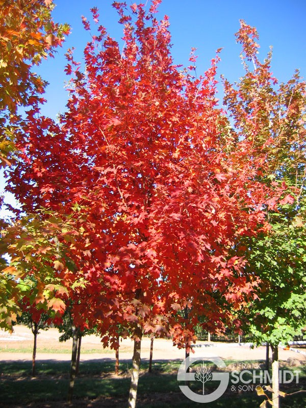 Maple, Sugar Caddo Flashfire® - TheTreeFarm.com